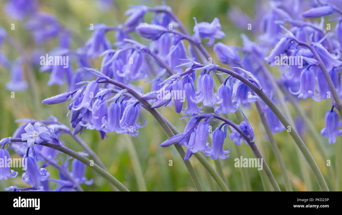 Hyacinthoides bulb hi-res stock photography and images - Alamy