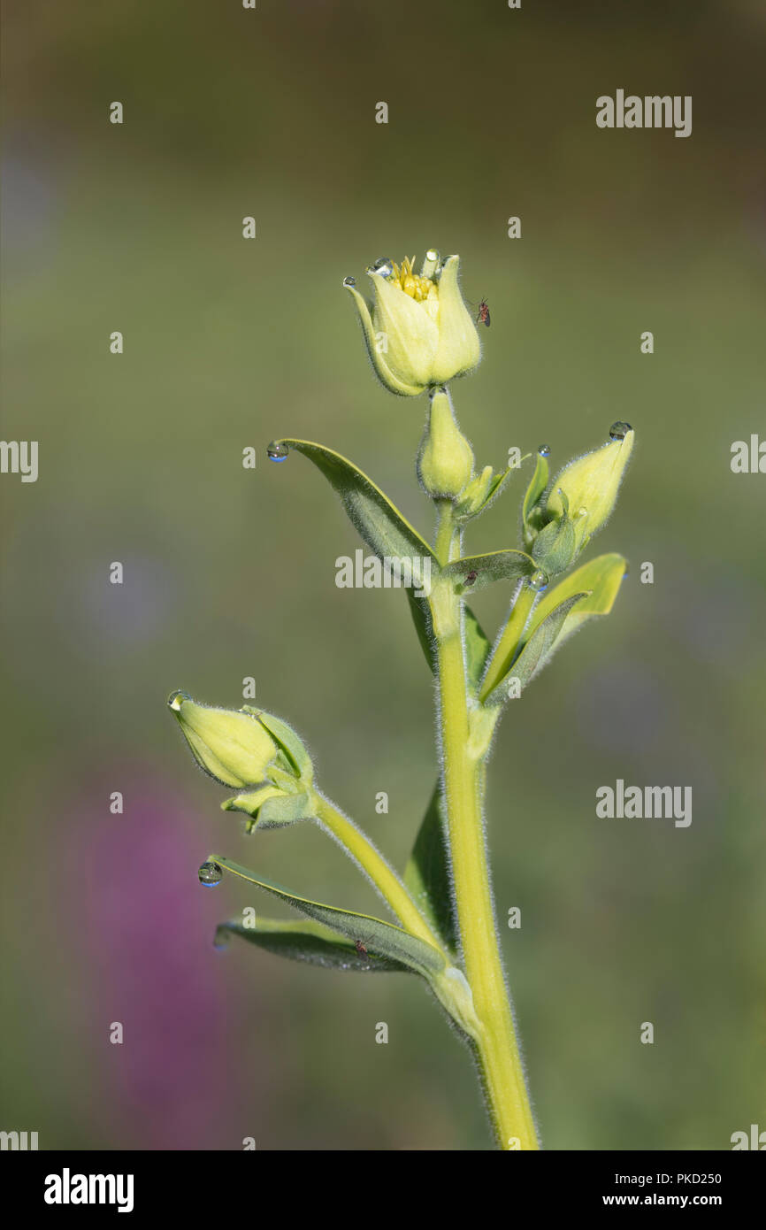 Common Columbine flower heads, Aquilegia vulgaris, with water droplets ...