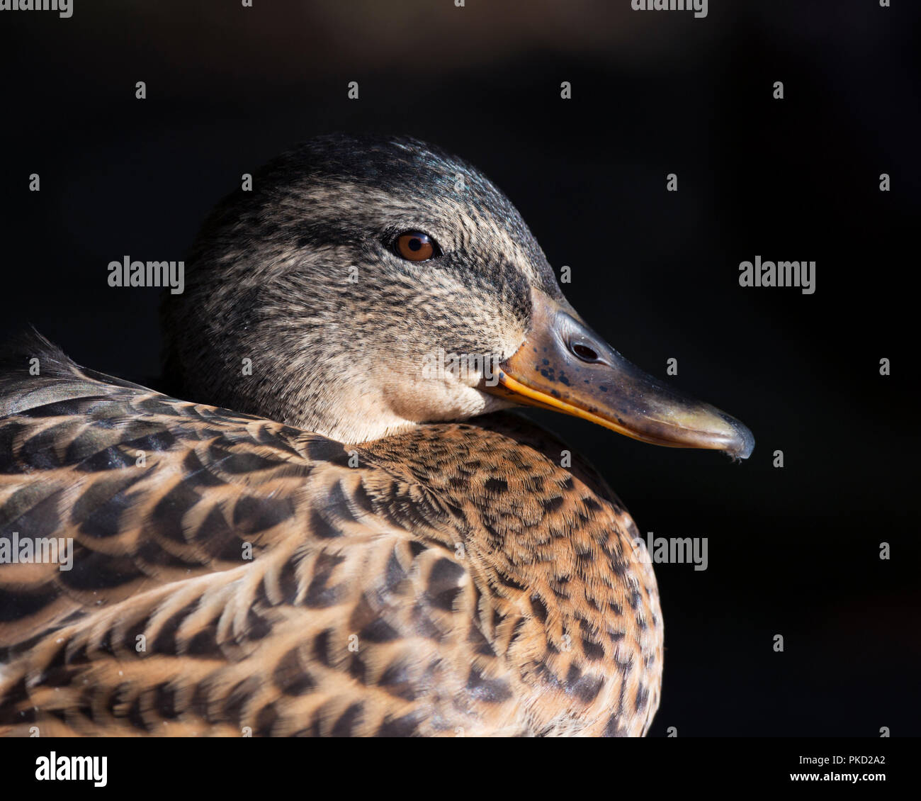 Detailed eye and feathers hi-res stock photography and images - Alamy