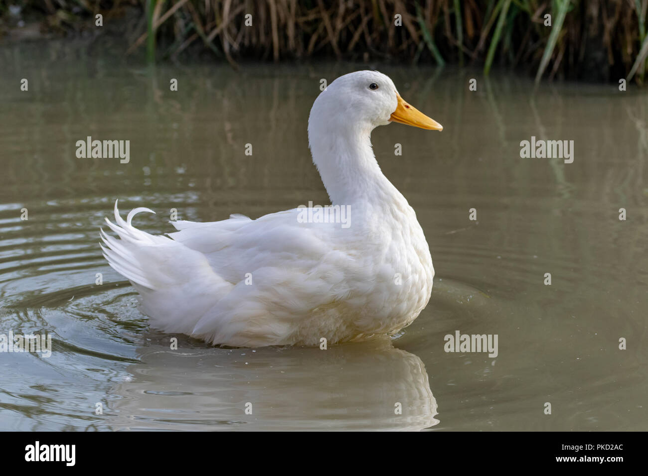 Large white heavy duck also known as America Pekin Duck, Long Island ...
