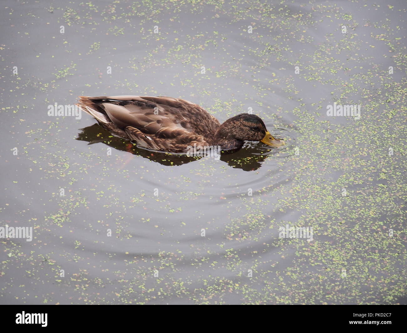 Wild ducks swim in the pond. The pond is heavily overgrown with algae ...