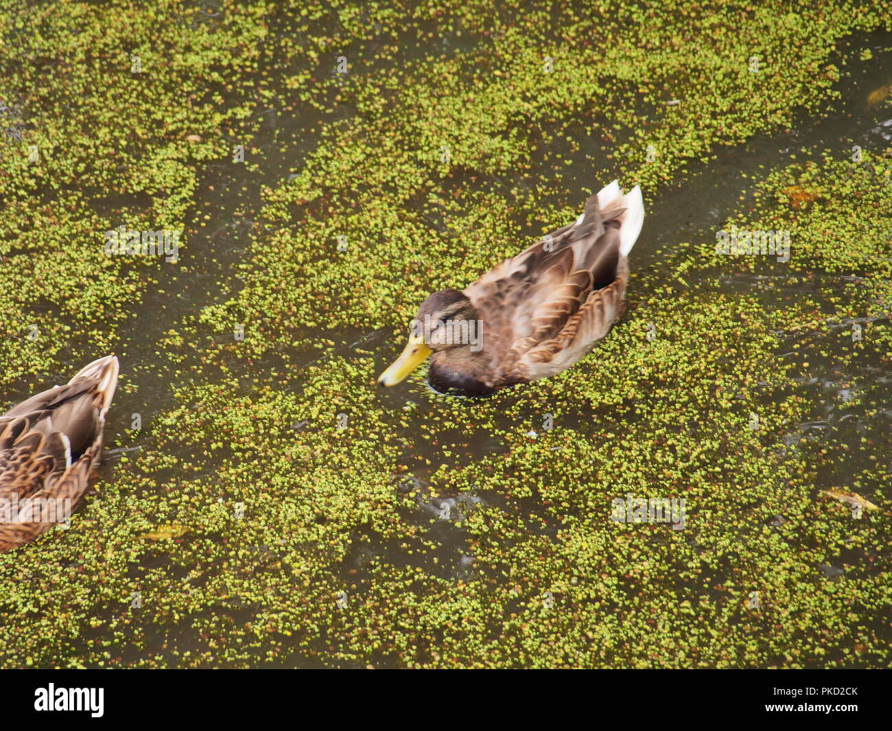Wild ducks swim in the pond. The pond is heavily overgrown with algae ...