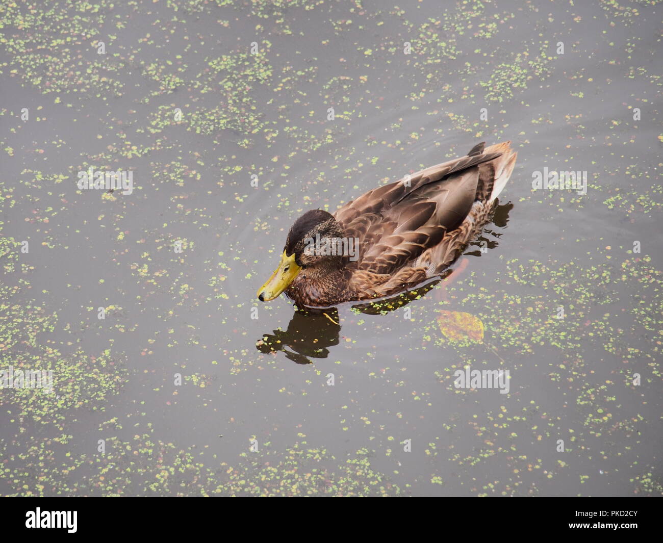 Wild ducks swim in the pond. The pond is heavily overgrown with algae ...