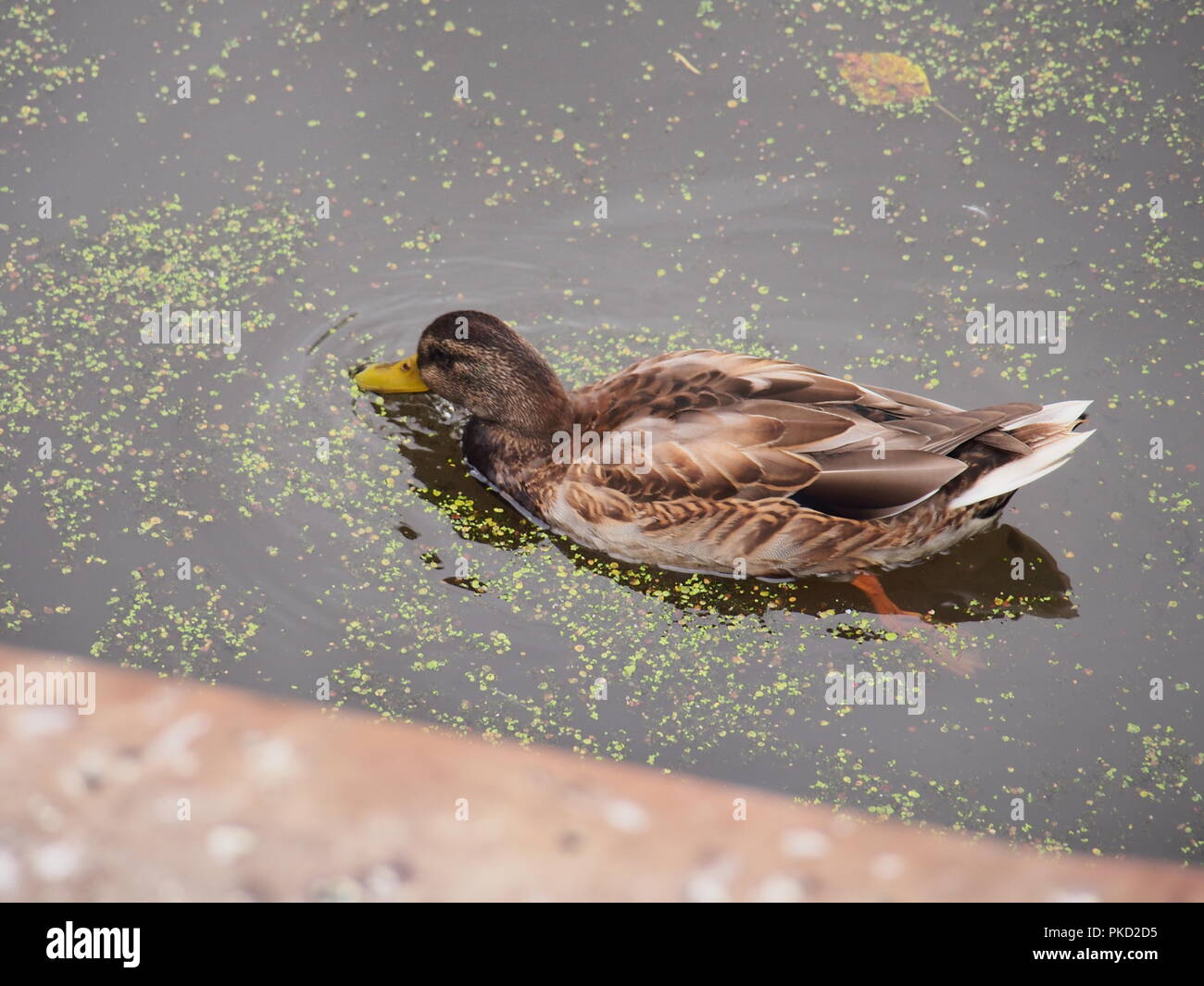 Wild ducks swim in the pond. The pond is heavily overgrown with algae ...
