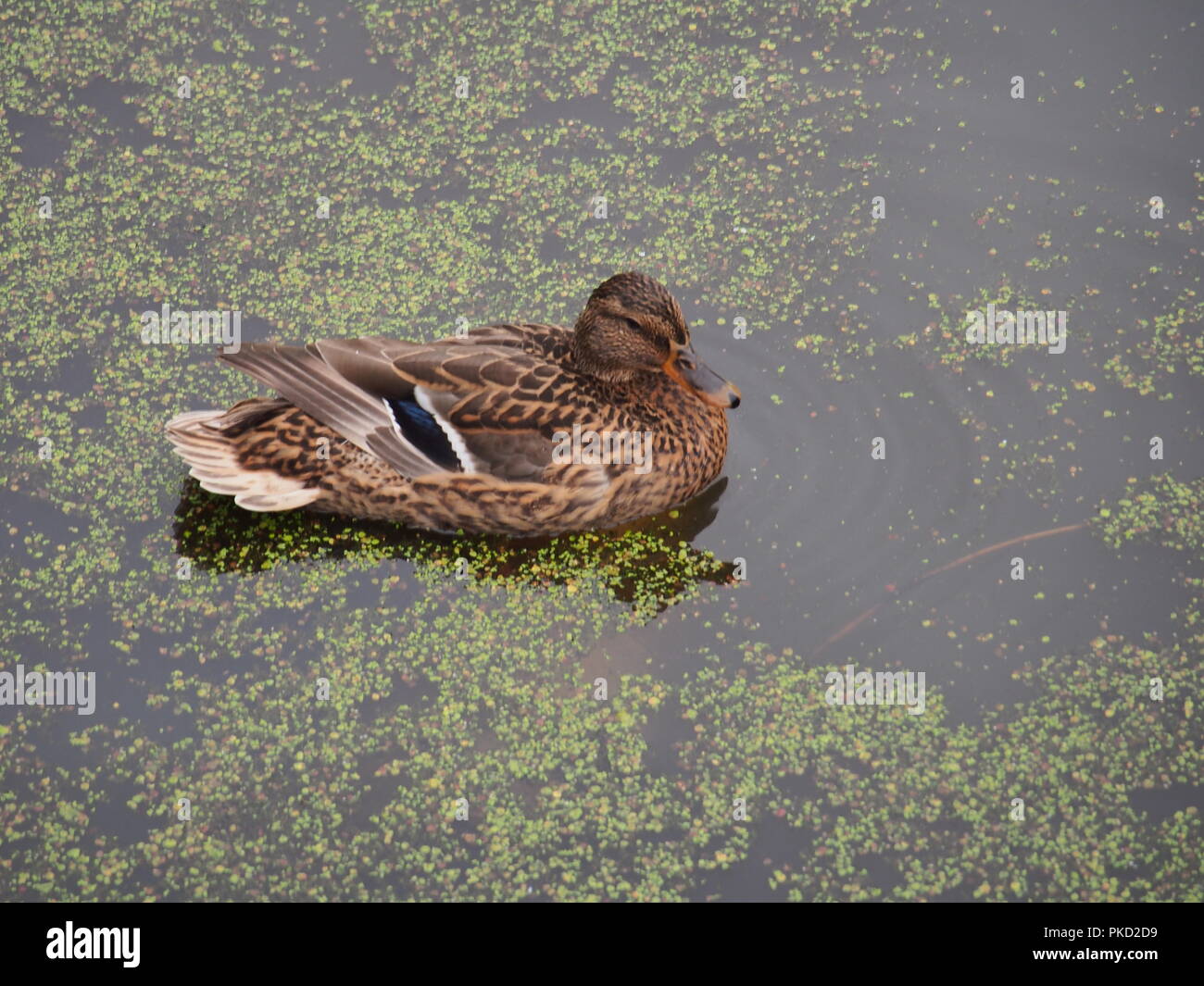 Wild ducks swim in the pond. The pond is heavily overgrown with algae ...