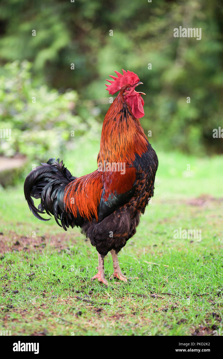 A roster crowing in the grass on a farm Stock Photo - Alamy
