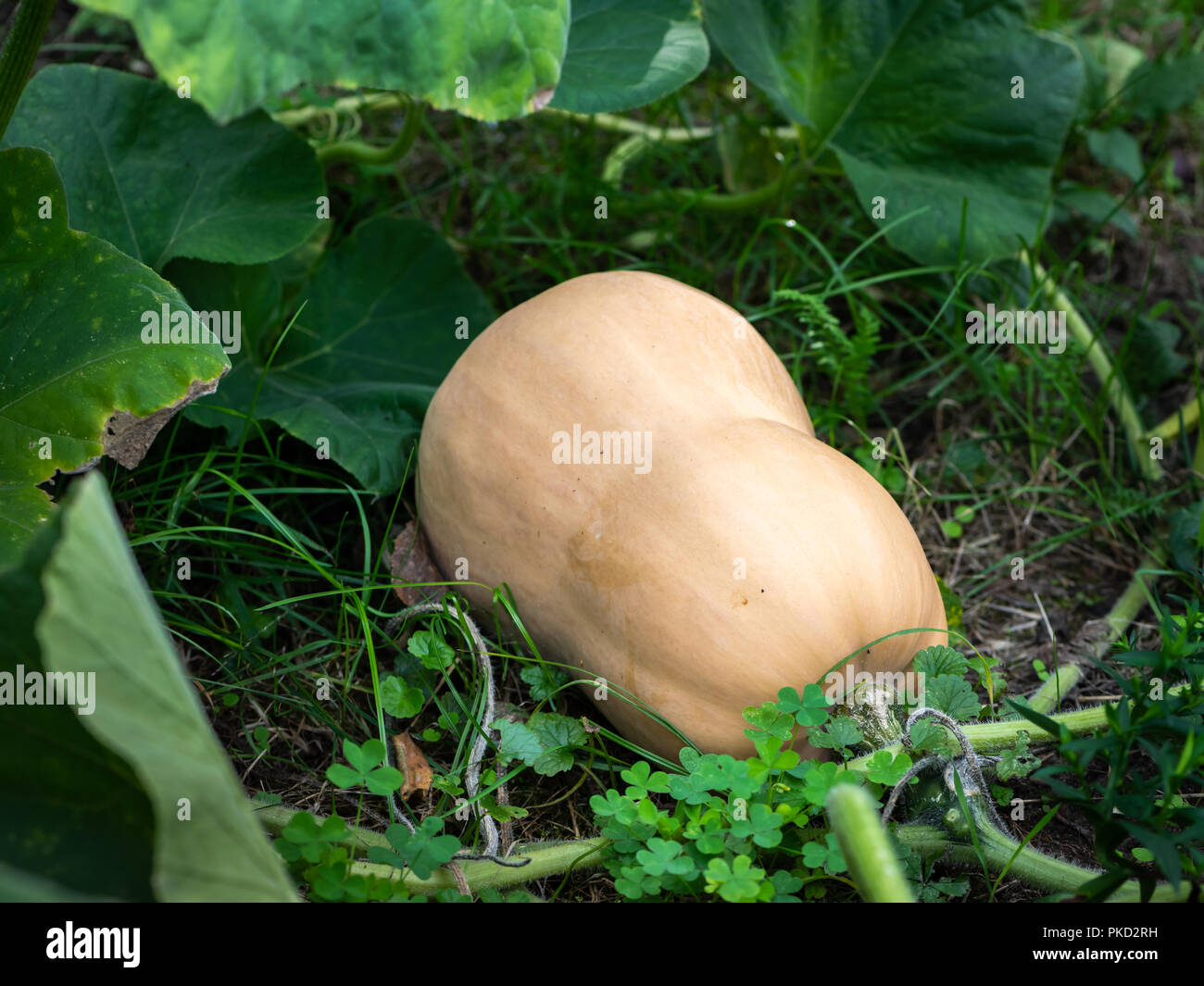 Ripe butternut squash lying on the ground of a vegetable bed Stock ...