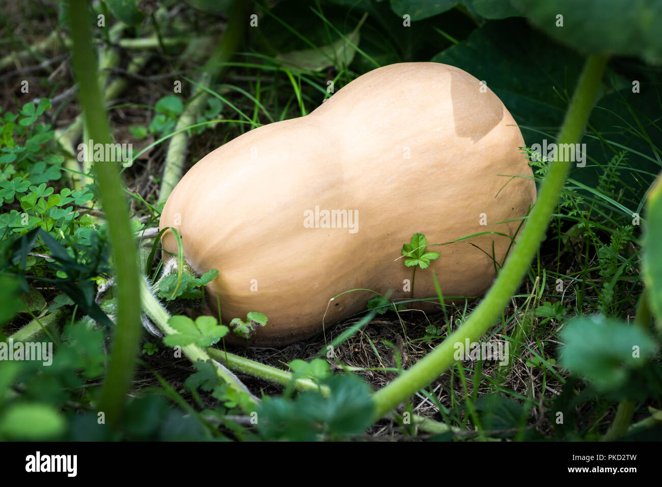 Butternut squash growing on plant hi-res stock photography and images ...