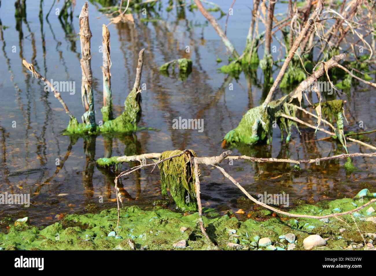Blue green algae hi-res stock photography and images - Alamy