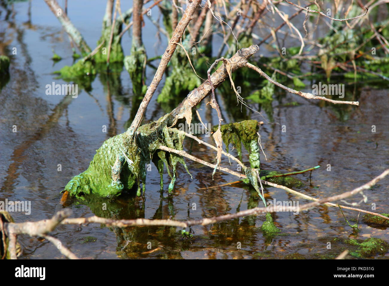 Blue Green Algae Cyanobacteria Bloom Stock Photo - Alamy