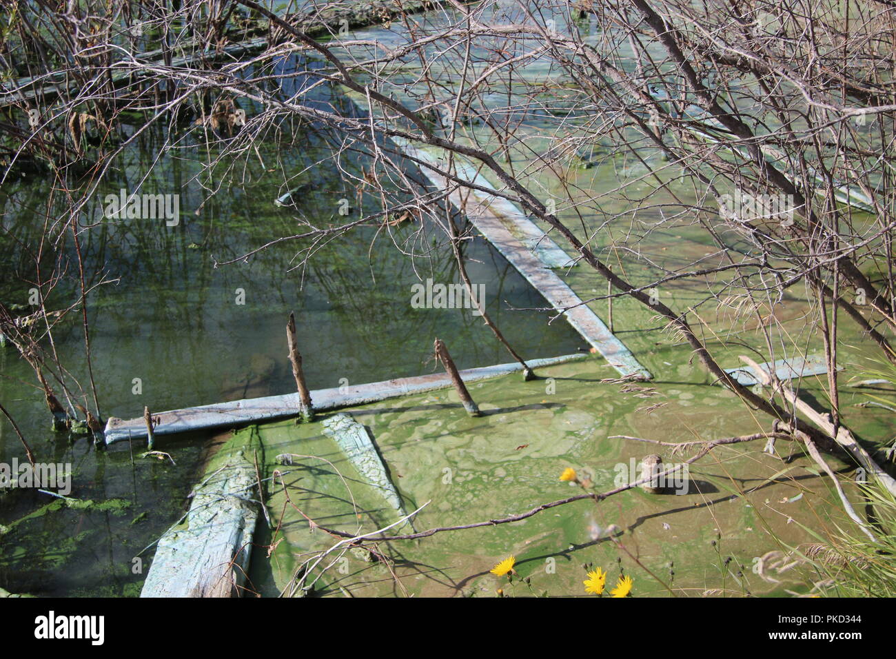 Blue Green Algae Cyanobacteria Bloom Stock Photo - Alamy
