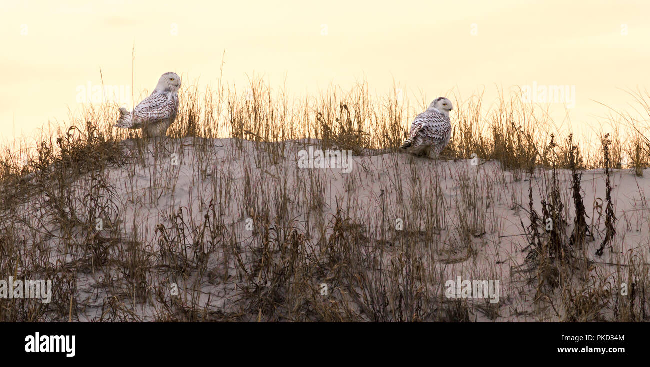 North american owls hi-res stock photography and images - Alamy