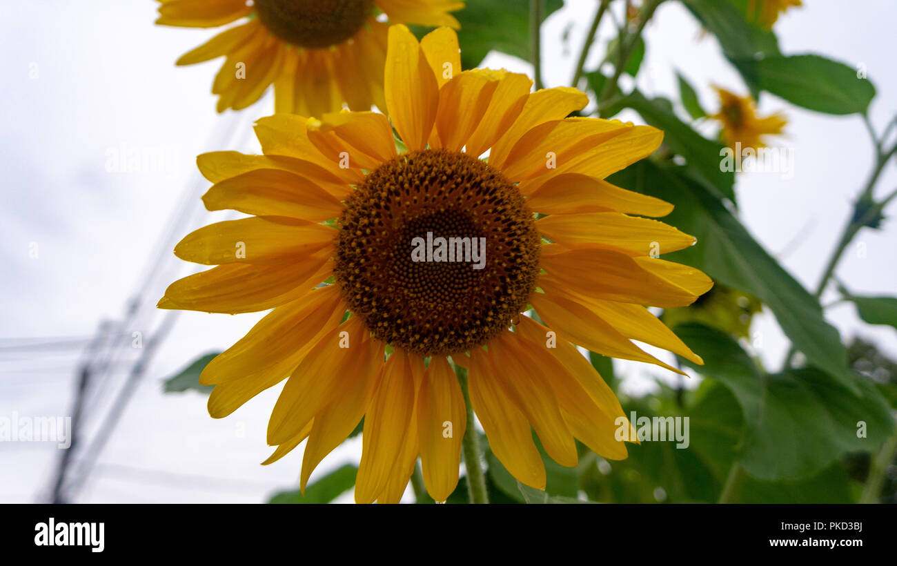 Overlapping planting hi-res stock photography and images - Alamy