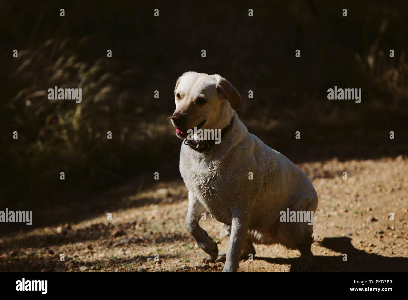 Dog sitting down hi-res stock photography and images - Alamy
