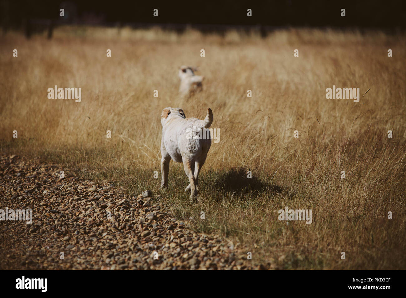Golden labrador dogs hi-res stock photography and images - Alamy