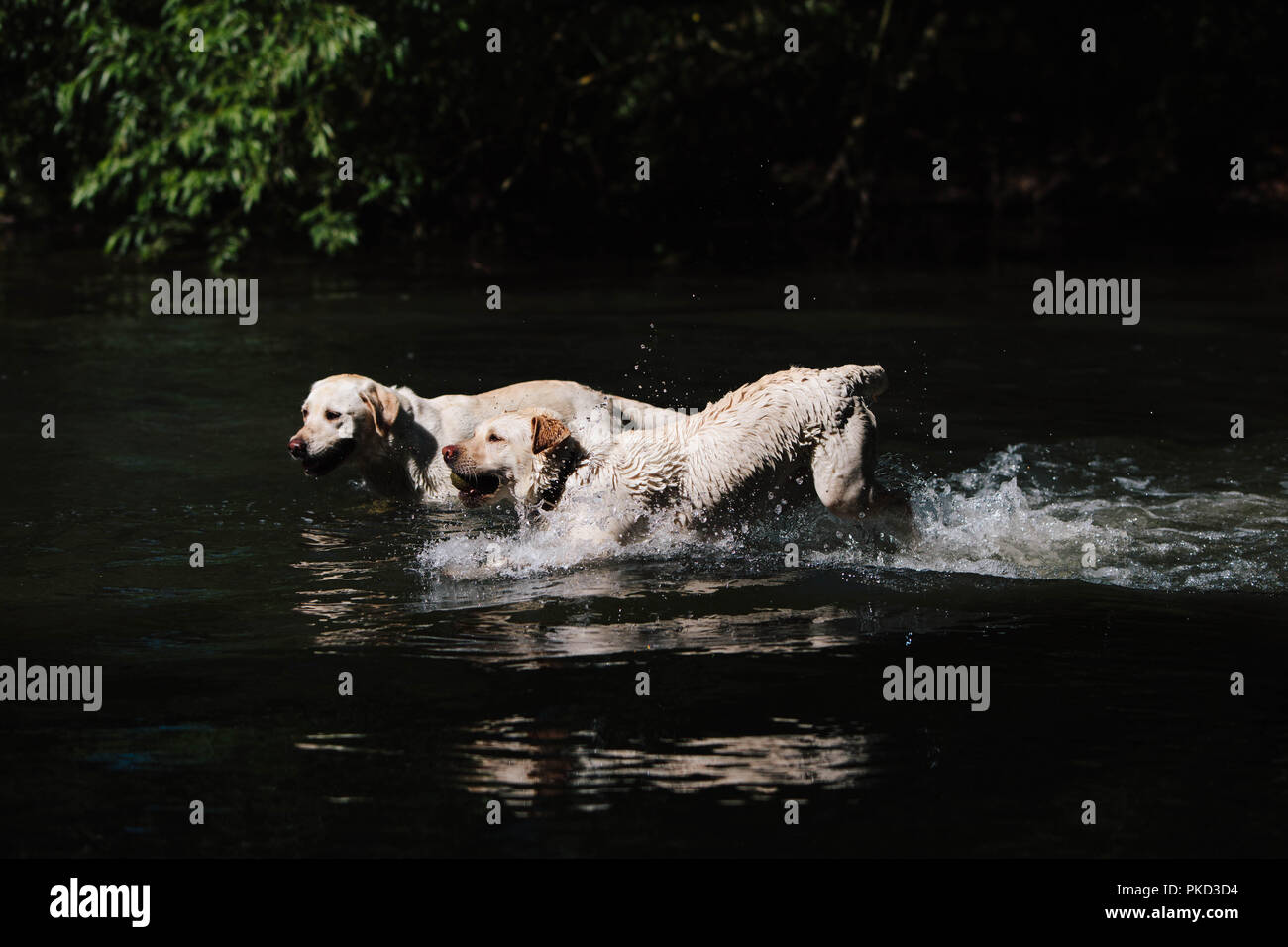 Two young golden Labrador dogs playing, jumping, and swimming in a lake ...