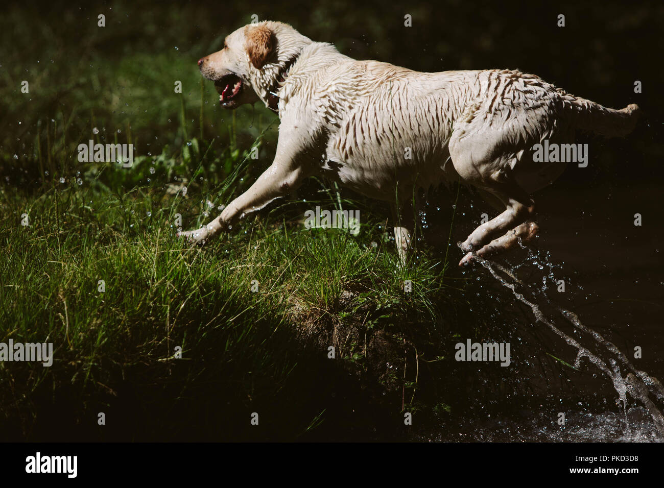 A golden Labrador dog jumping out of a lake onto a grass verge Stock ...