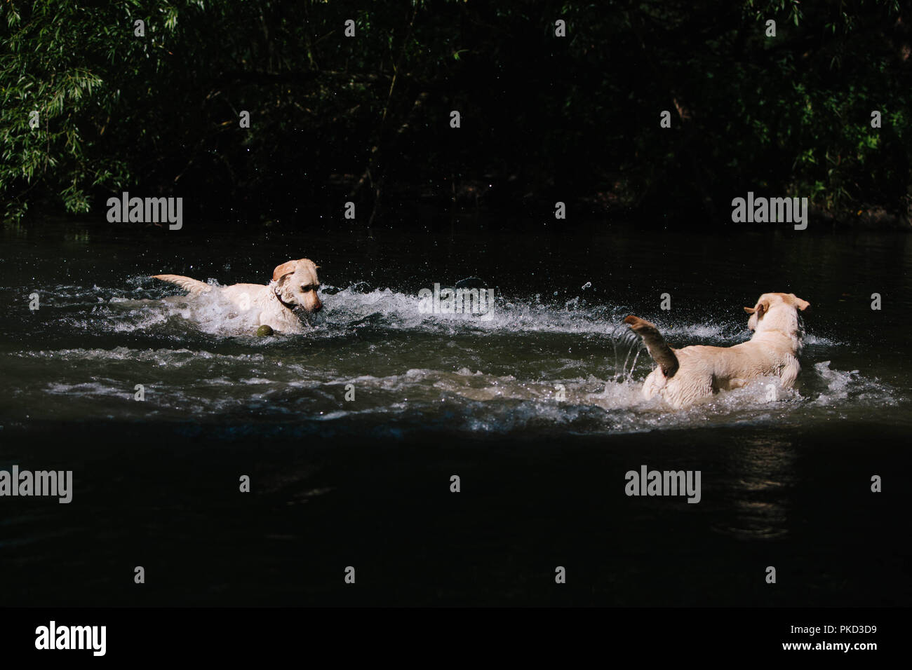Two young golden Labrador dogs playing, jumping, and swimming in a lake ...