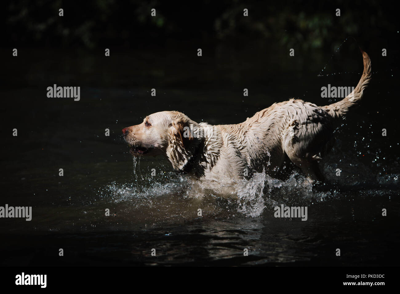 Golden labrador tail hi-res stock photography and images - Alamy