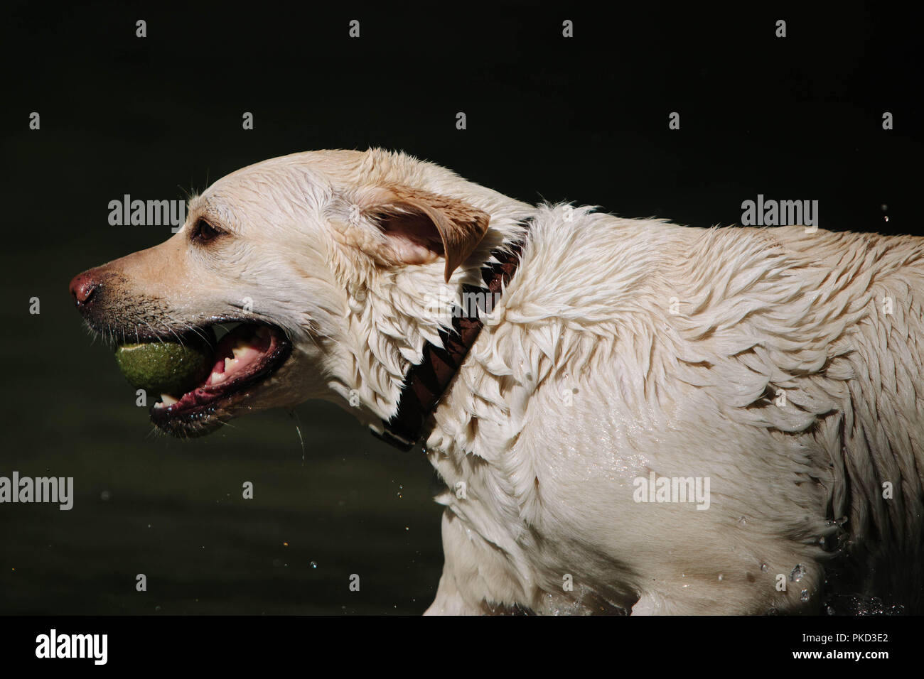 A golden Labrador dog playing in a lake with a tennis ball Stock Photo ...