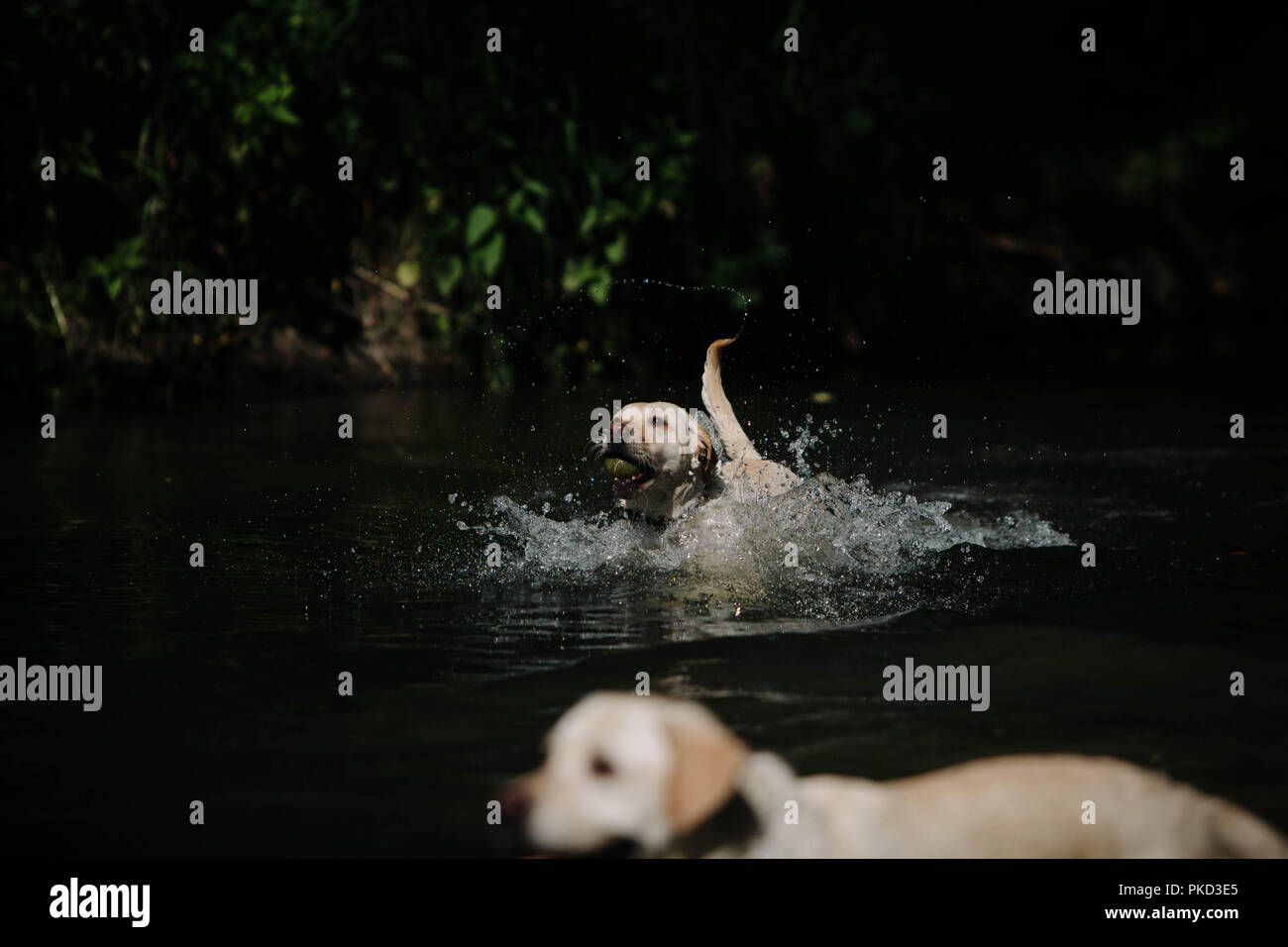 Two golden Labrador dogs playing in a lake with a tennis ball Stock ...