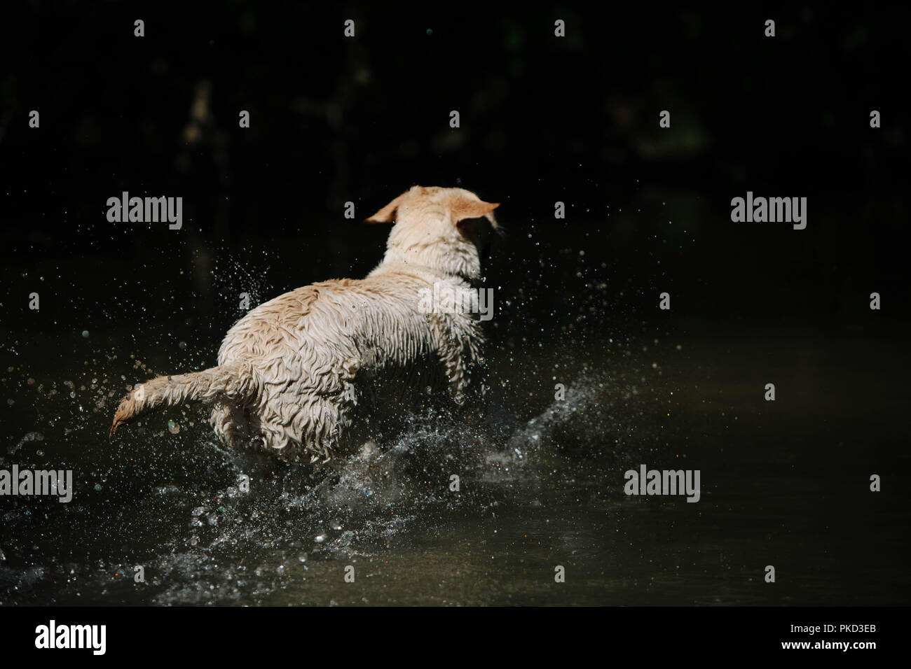 A golden Labrador dog jumping in a lake Stock Photo - Alamy