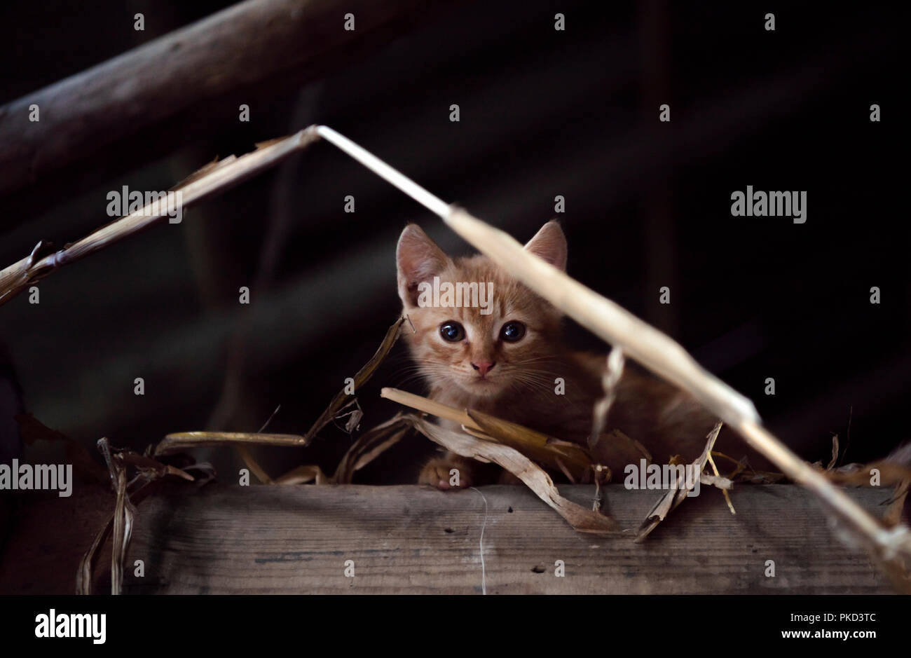 Orange colored small kitty is looking curious at the camera Stock Photo ...