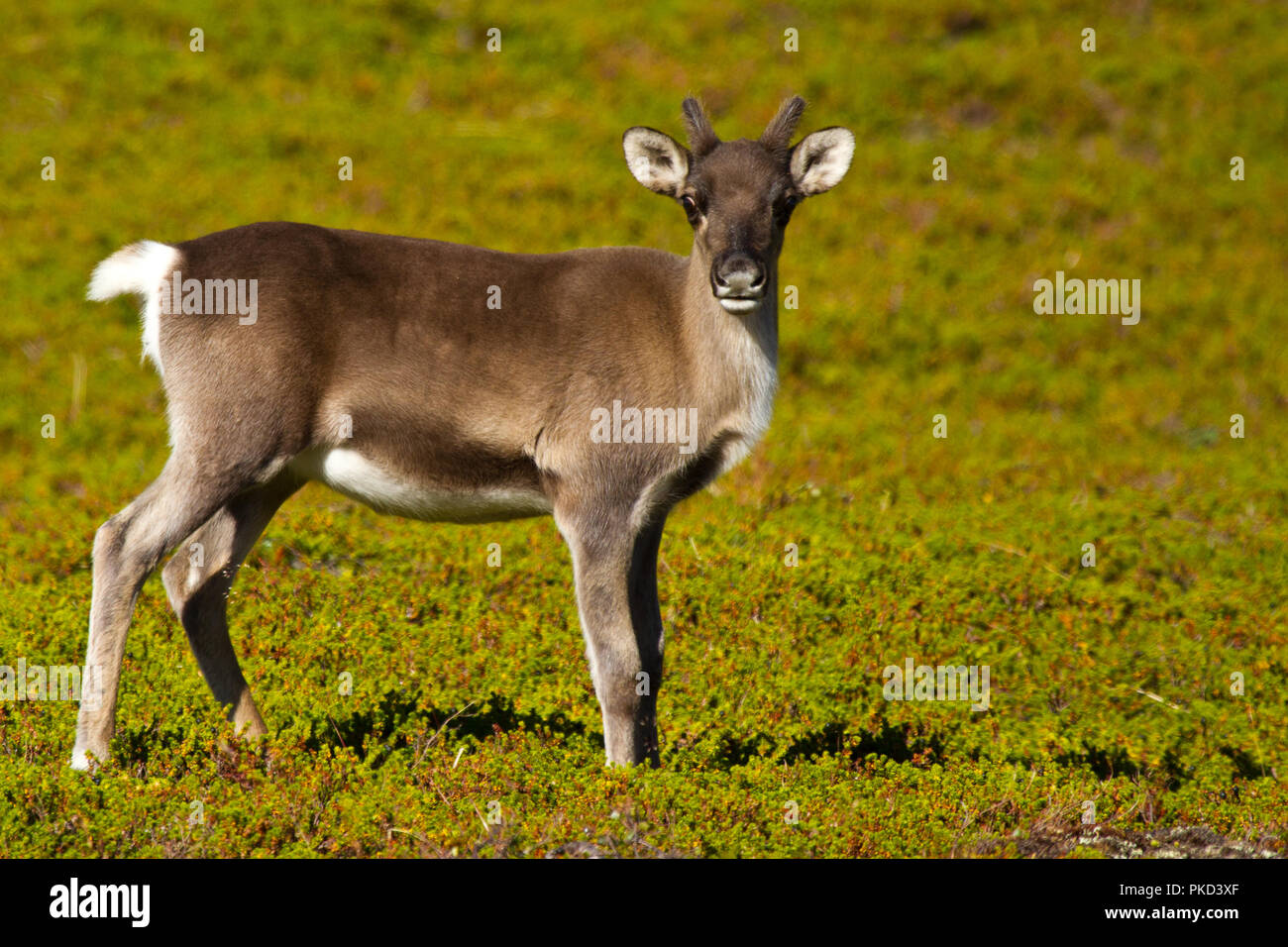 Rentier hi-res stock photography and images - Alamy