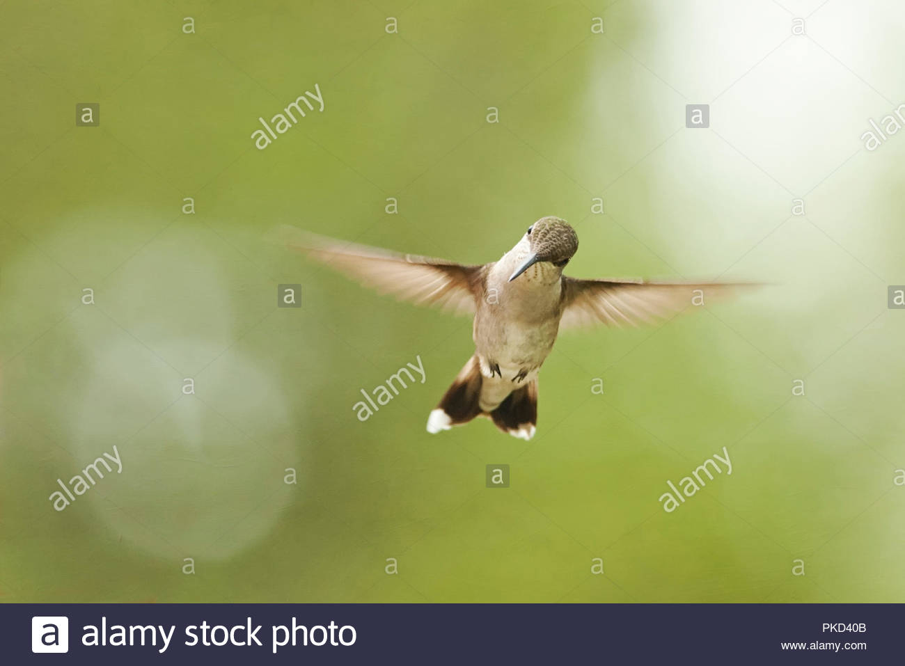 Facing Camera Stock Photos & Facing Camera Stock Images - Alamy