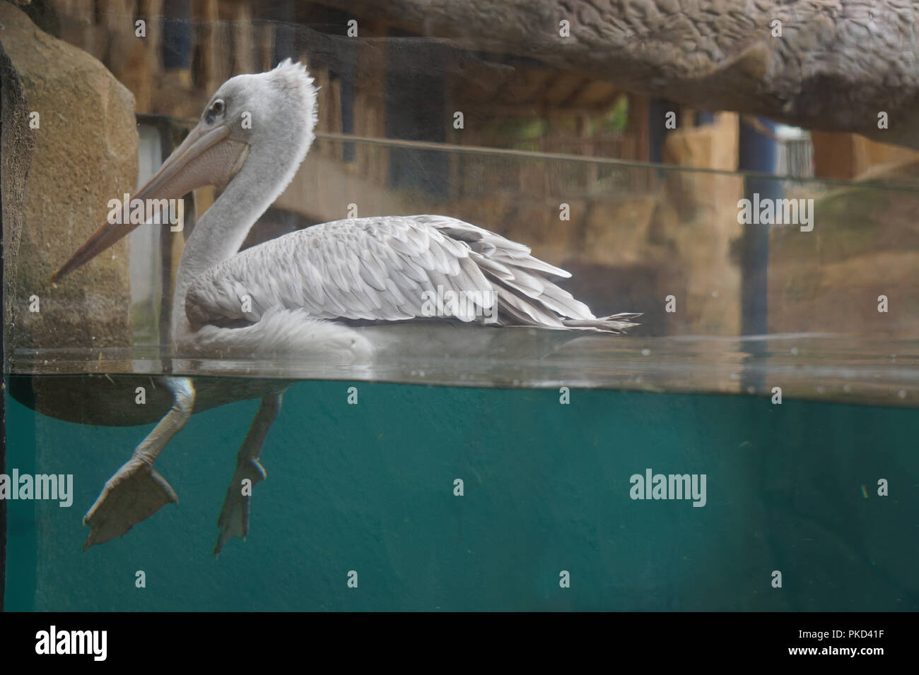 A white pelican floating on the turquoise pool at the zoo with his ...