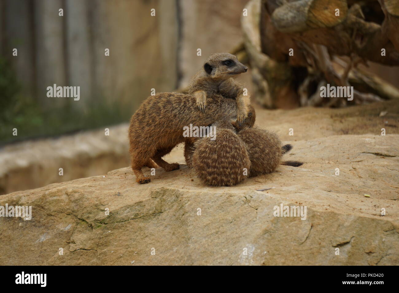 Happy rocks hi-res stock photography and images - Alamy