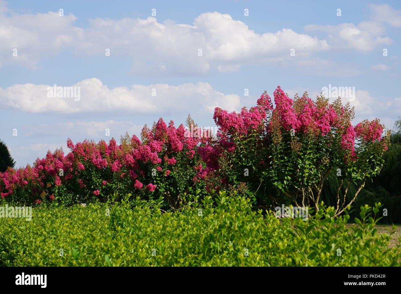Row trees in river hi-res stock photography and images - Alamy