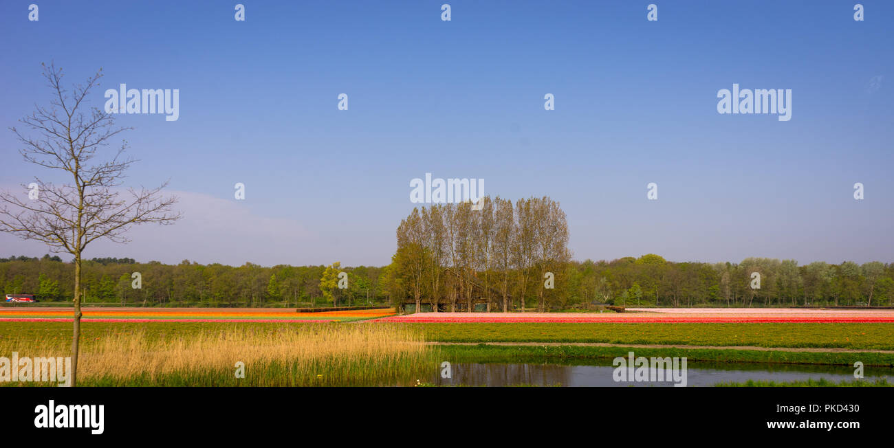 Netherlands tulip train hi-res stock photography and images - Alamy