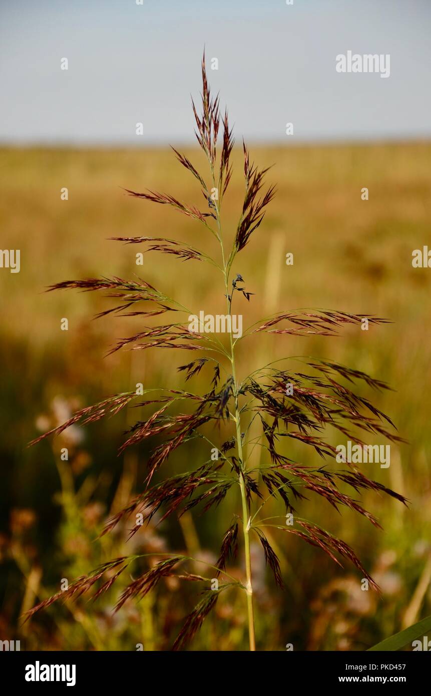 Phragmites australis (common reed) on saltmarsh, Rimac Nature Reserve ...