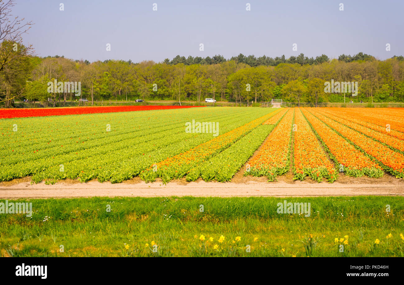Amsterdam planting trees hi-res stock photography and images - Alamy