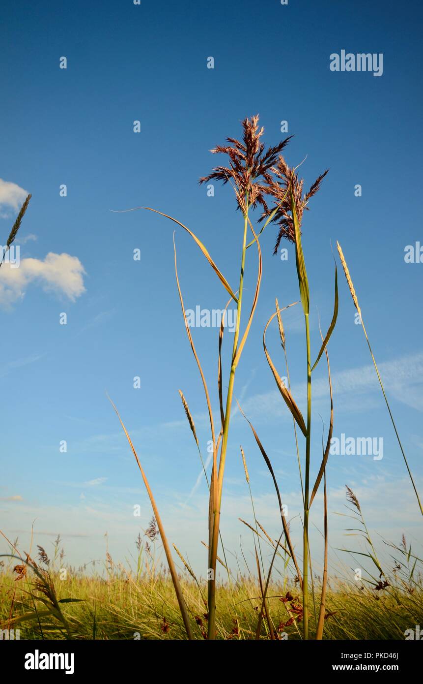 Phragmites australis (common reed) on saltmarsh, Rimac Nature Reserve ...