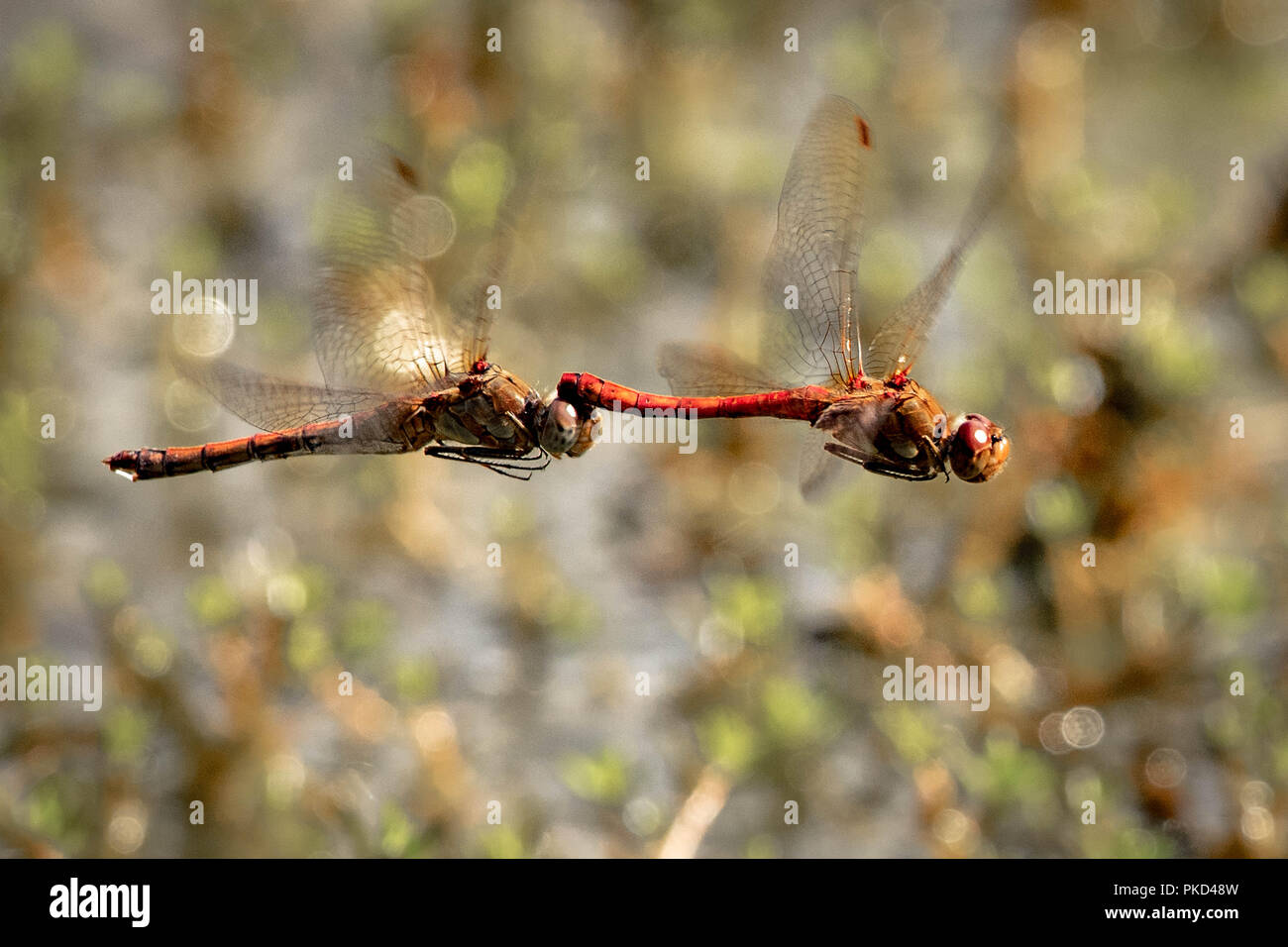 Flying dragonflies hi-res stock photography and images - Alamy