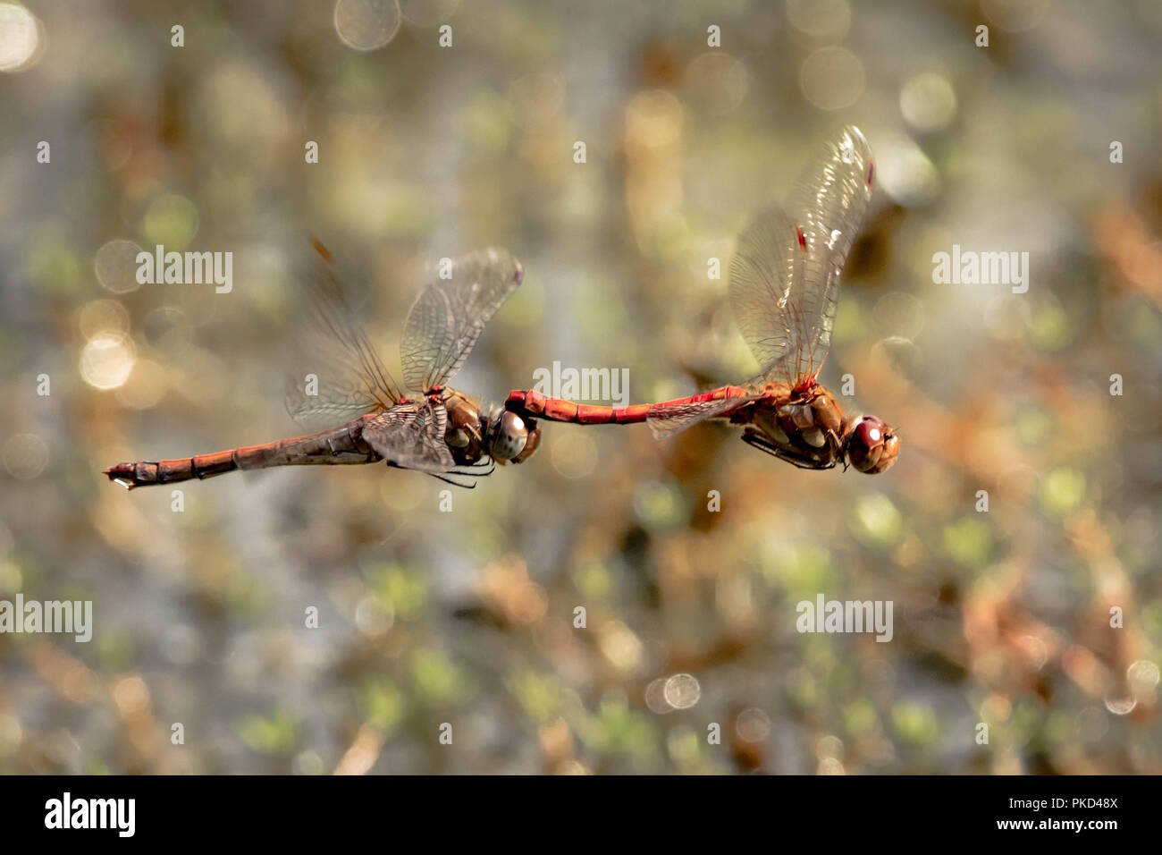 Flying insect mating hi-res stock photography and images - Alamy