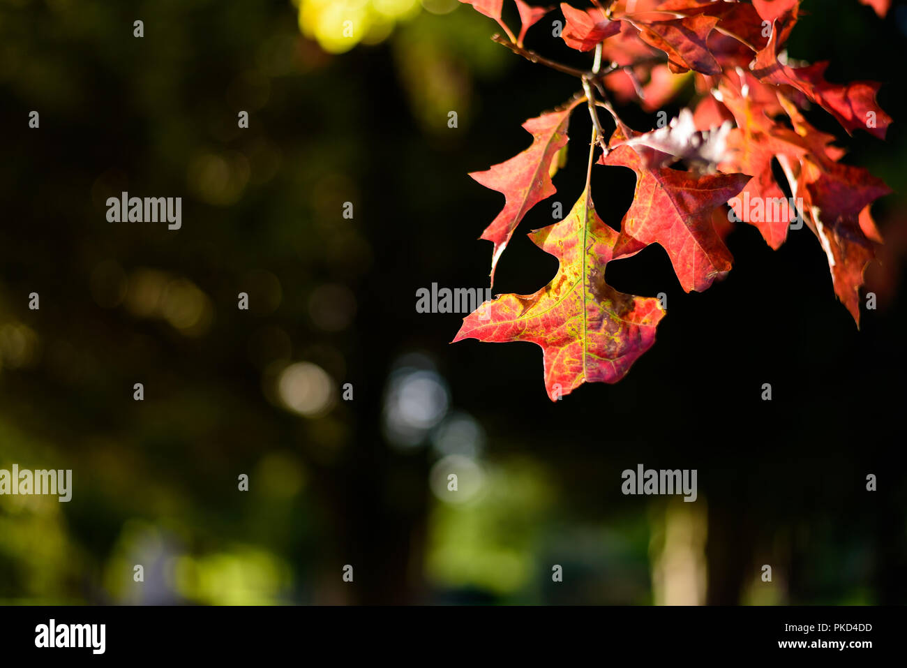 Autumn leaves decorate a beautiful nature bokeh background with forest ground Stock Photo - Alamy