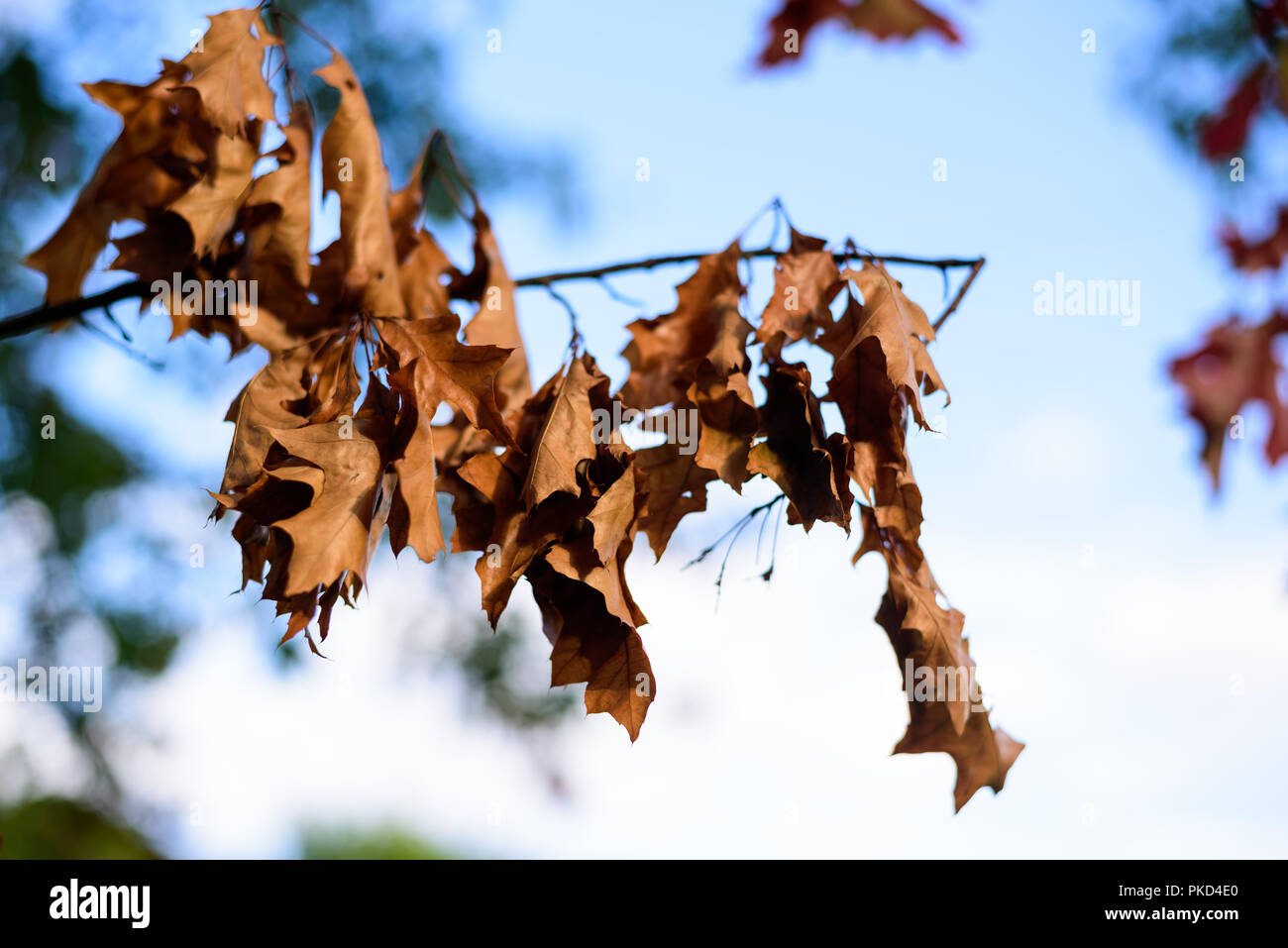 Autumn leaves decorate a beautiful nature bokeh background with forest ground Stock Photo - Alamy