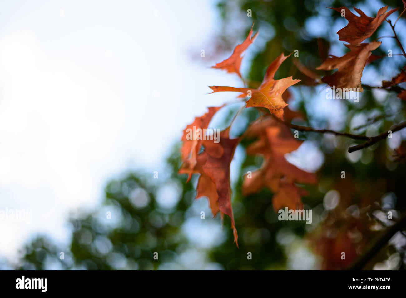 Autumn leaves decorate a beautiful nature bokeh background with forest ground Stock Photo - Alamy