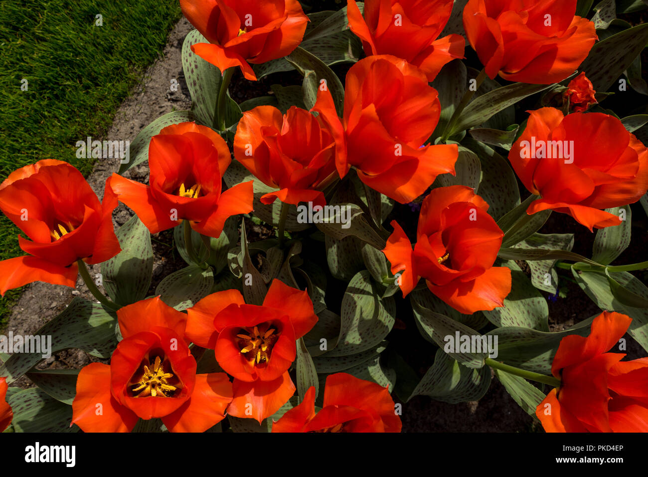 Netherlands,Lisse,Europe, HIGH ANGLE VIEW OF RED FLOWERING PLANTS Stock ...