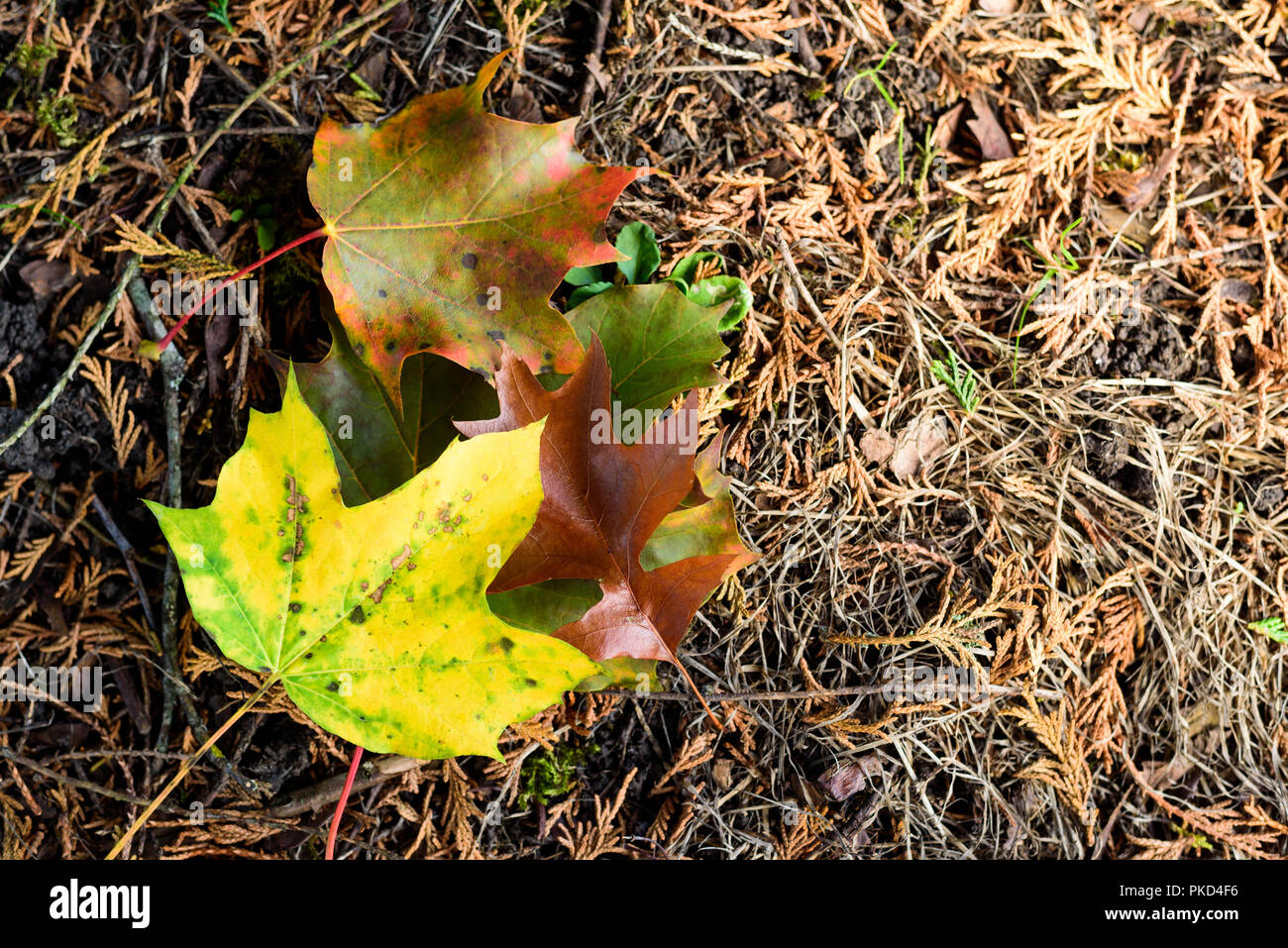 Varieties of colourful autumn fallen leaves on ground Stock Photo - Alamy