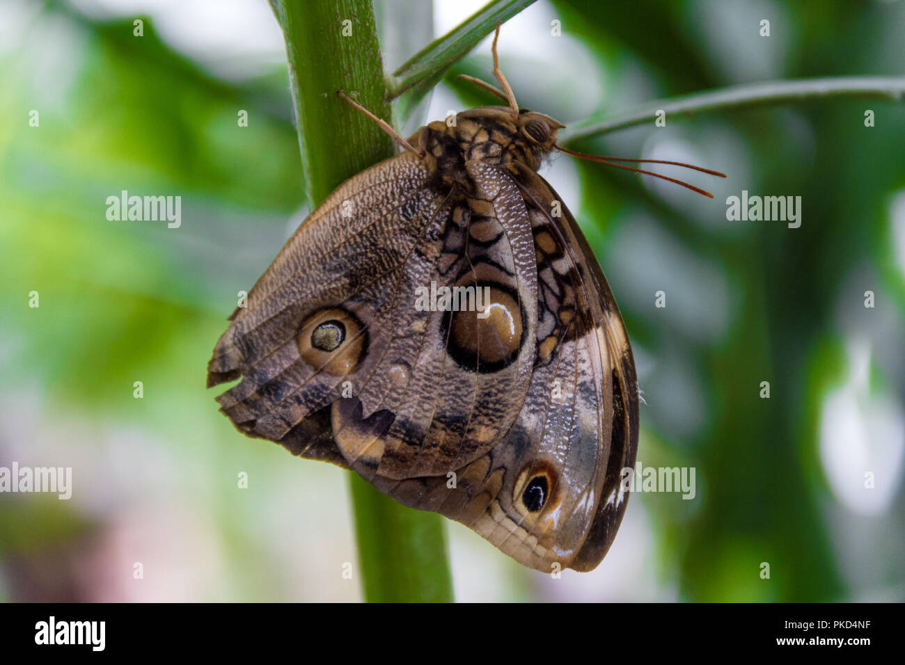 Owl moth butterfly hi-res stock photography and images - Alamy