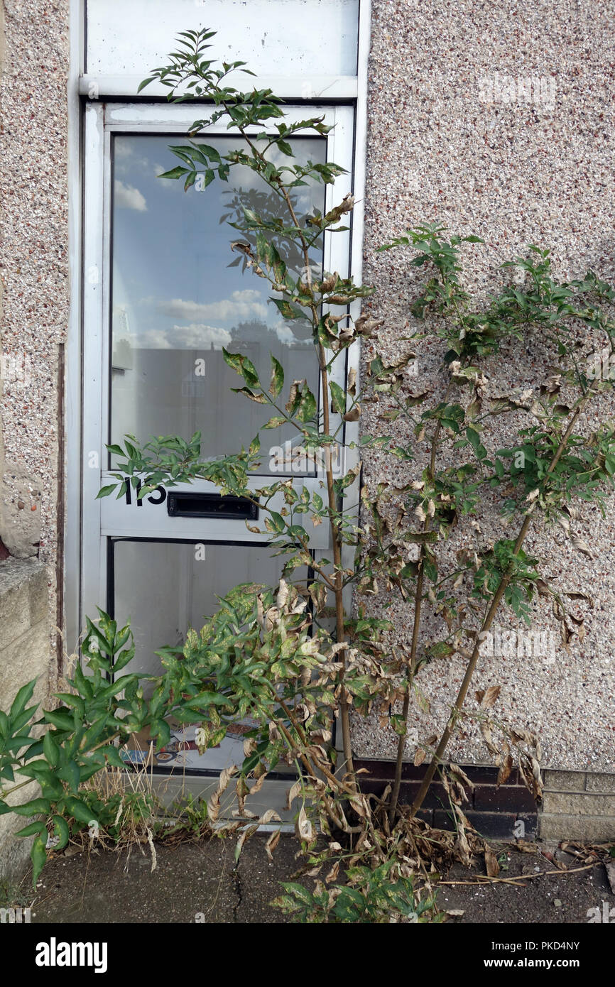 Tree grown in front of door hi-res stock photography and images - Alamy