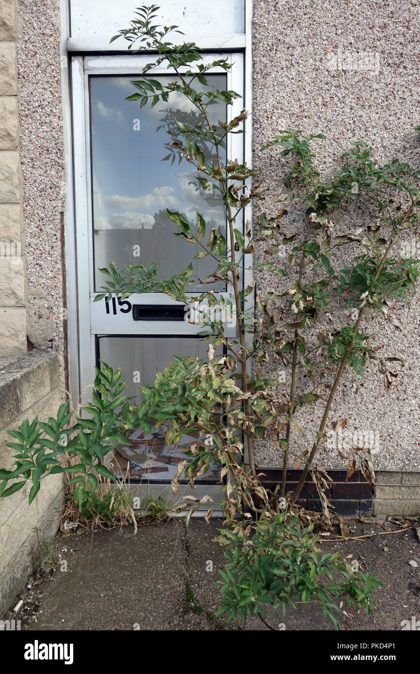 Tree grown in front of door hi-res stock photography and images - Alamy