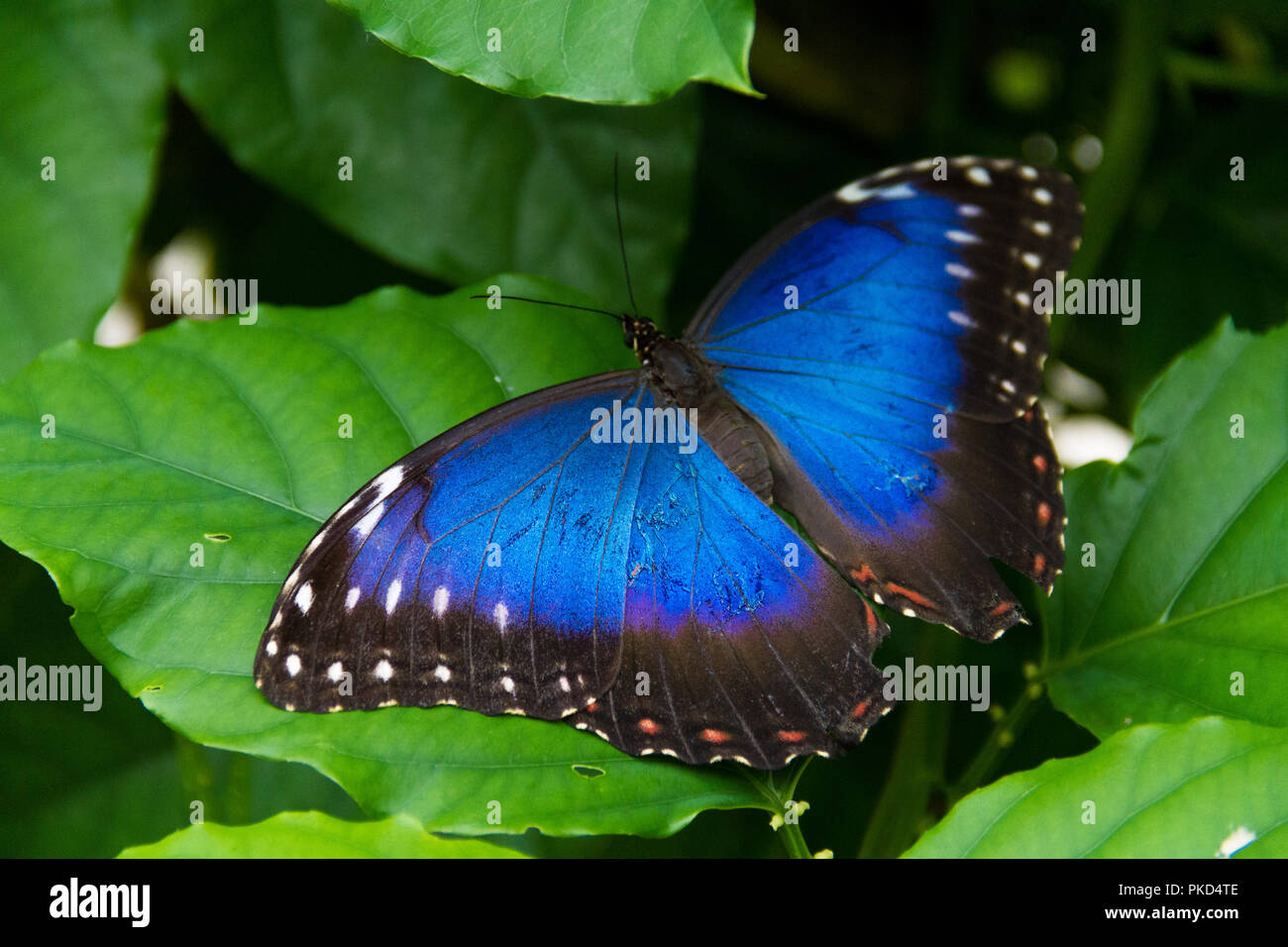 Close-up of a beautiful Blue Morpho a tropical butterfly with a warm ...