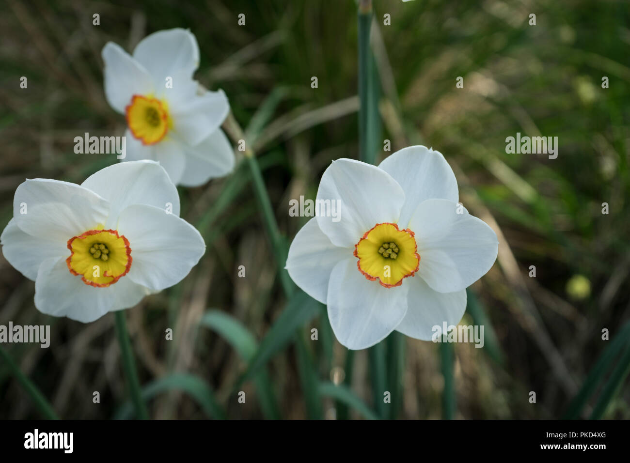 Multi head daffodil hi-res stock photography and images - Alamy