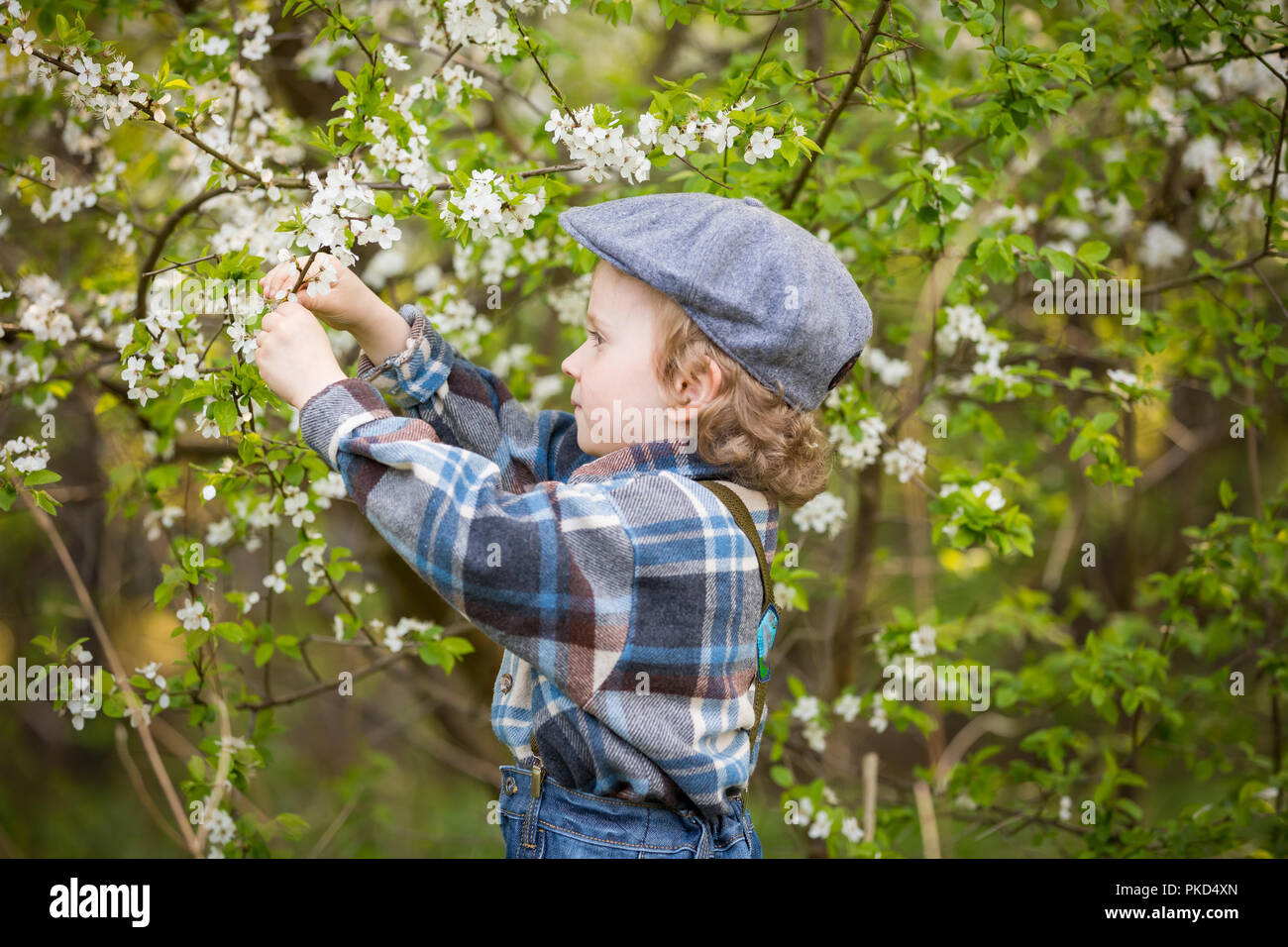 Young blonde boy posing in blooming orchard in springtime Stock Photo ...