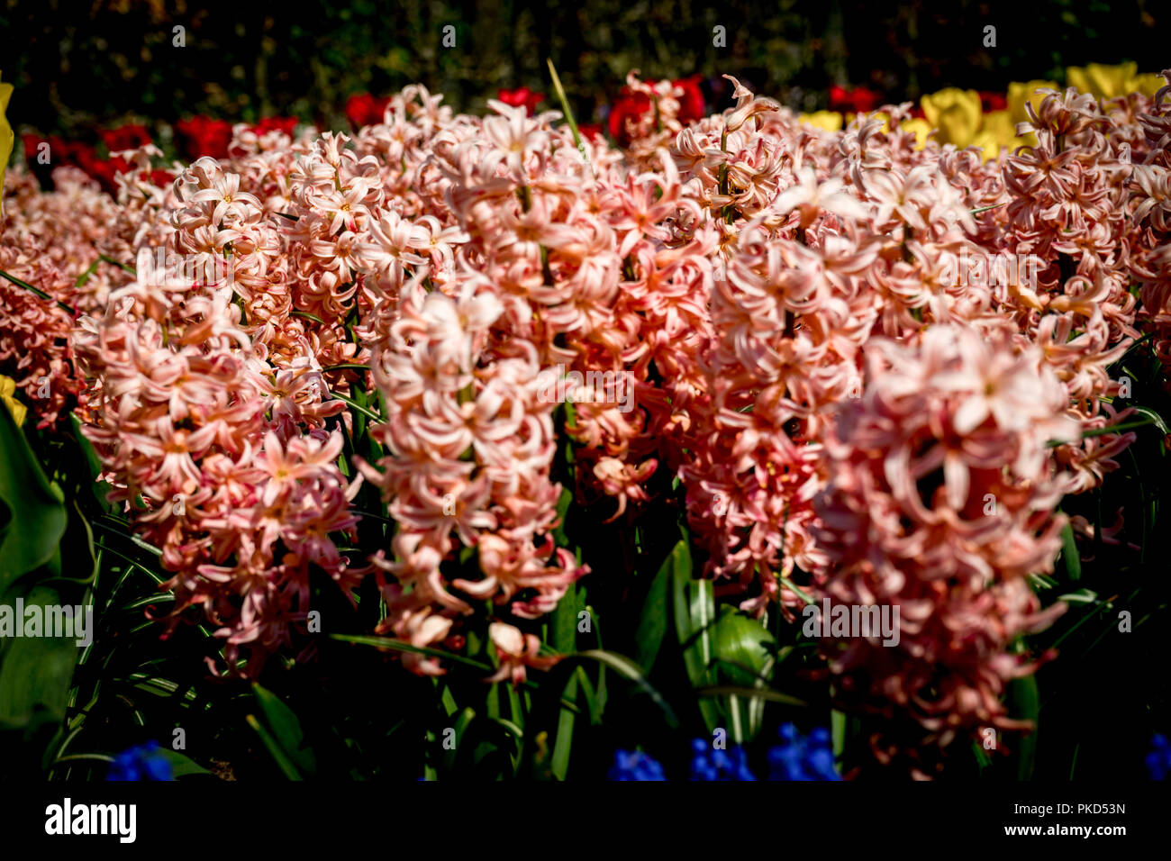 Netherlands,Lisse,Europe, a close up of a plant Stock Photo - Alamy